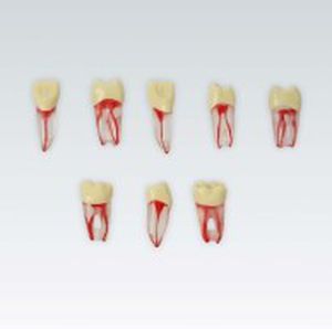 Tooth model - ANA-4 ZPUKN series - frasaco - dental care / training ...