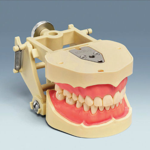 Denture model - ANA-4 DAV - frasaco - for teaching