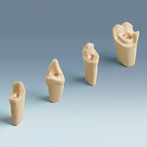 Tooth model - ANA-4 ZEE - frasaco - for teaching