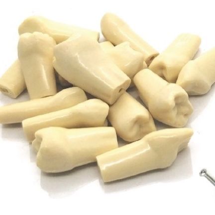 Tooth model - NA217-11 - Navadha Enterprises - dental / for teaching