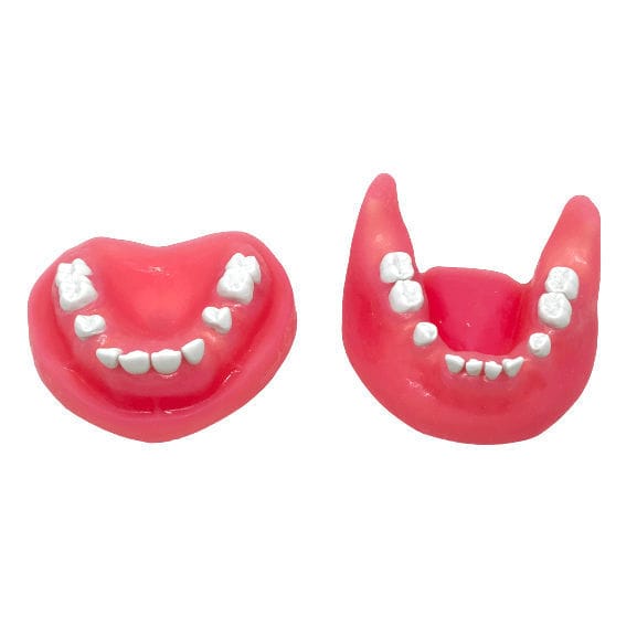 Jaw anatomical model - SP065A - Navadha Enterprises - surgical / dental ...