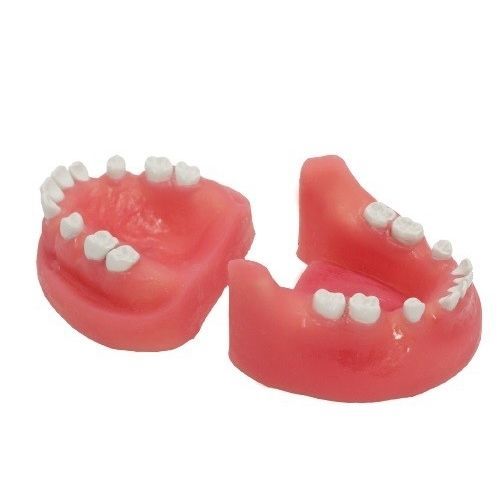 Jaw anatomical model - SP065 - Navadha Enterprises - dental / training ...