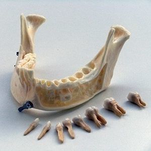 Mandible model - SP086 - Navadha Enterprises - teeth / dental / for ...