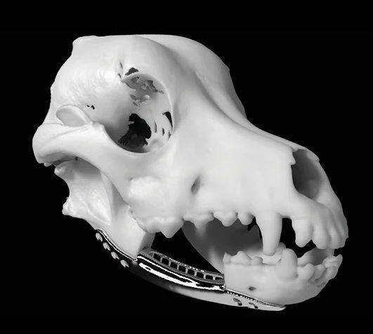 Head model - ProModel™ - Planmeca - surgical / veterinary / white