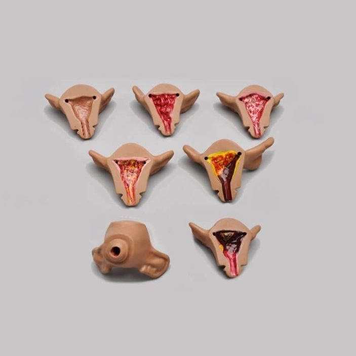 Training simulator - S504.2 - Gaumard - gynecological care / female ...