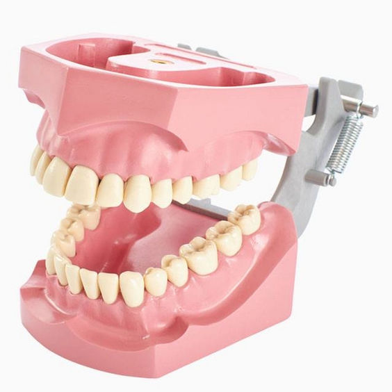 Gingival model - 860 series - Columbia Dentoform® - denture / for ...