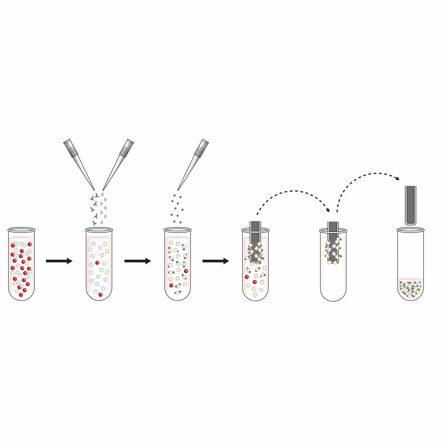 Magnetic Bead based Reagent Kit T Cell Select Oxford Immunotec Ltd 