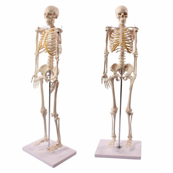 Skeleton model - Wellden International Inc. - whole body / for teaching ...