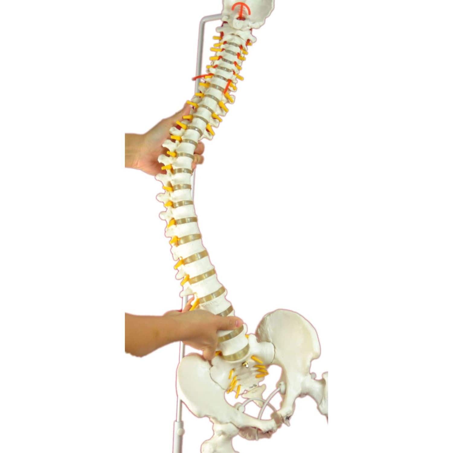 Vertebral column model - Wellden International Inc. - pelvis / with ...