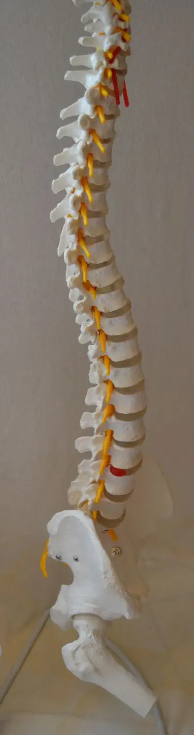 Columna Vertebral Humana Real