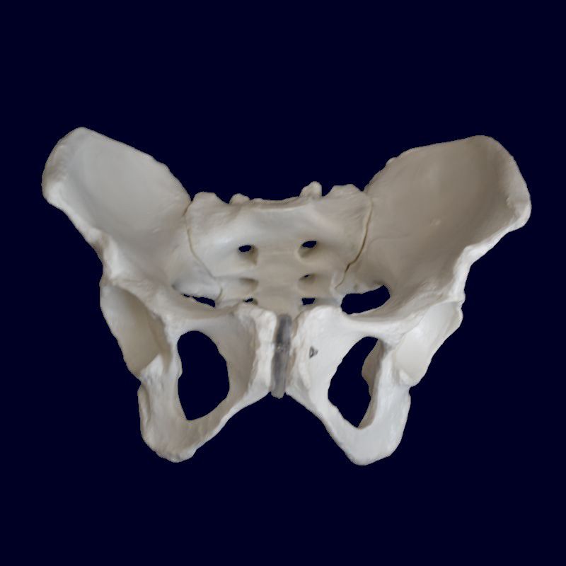 Pelvis model - Wellden International Inc. - with sacrum / for teaching ...