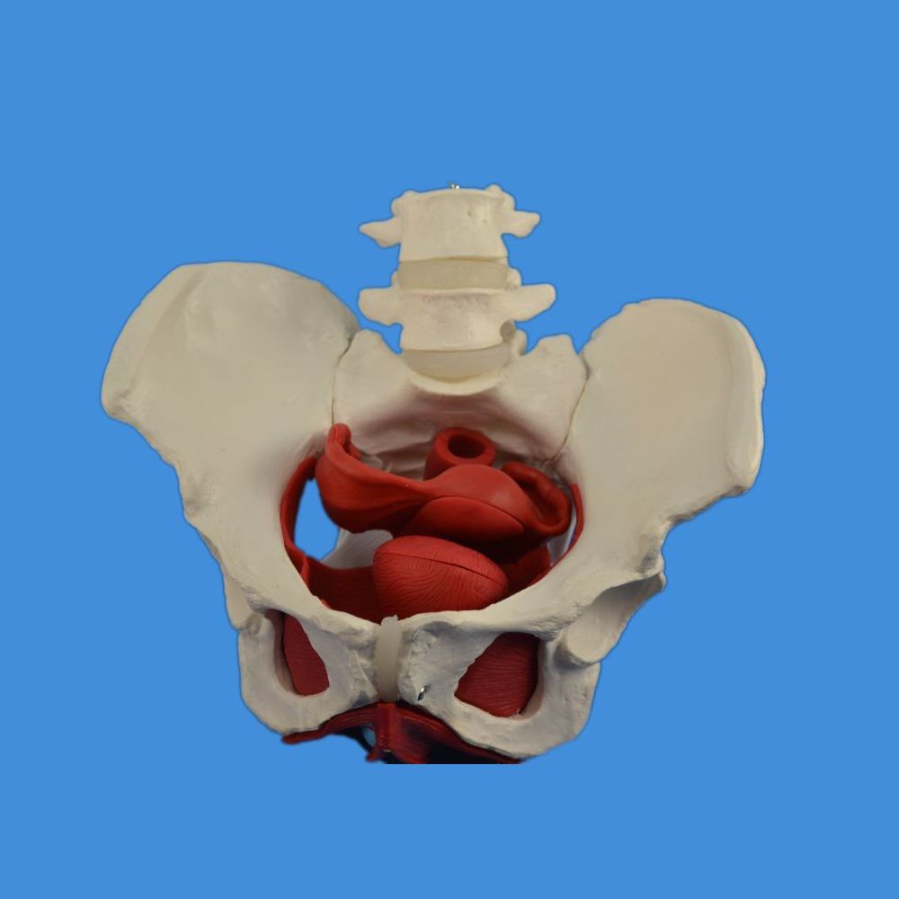 Pelvis model - Wellden International Inc. - gynecological / for ...