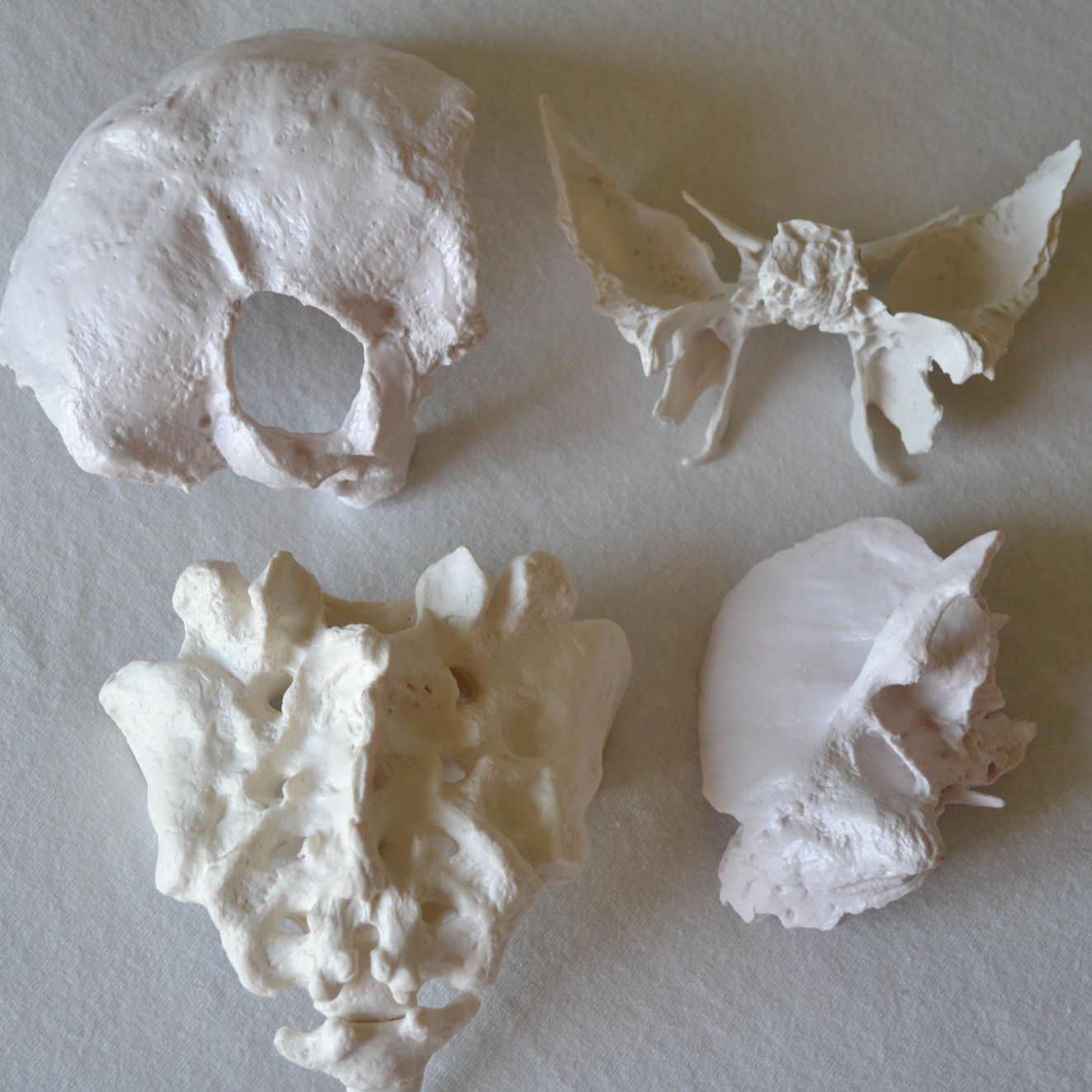 Bone model - Wellden International Inc. - coccyx / with sacrum / for ...