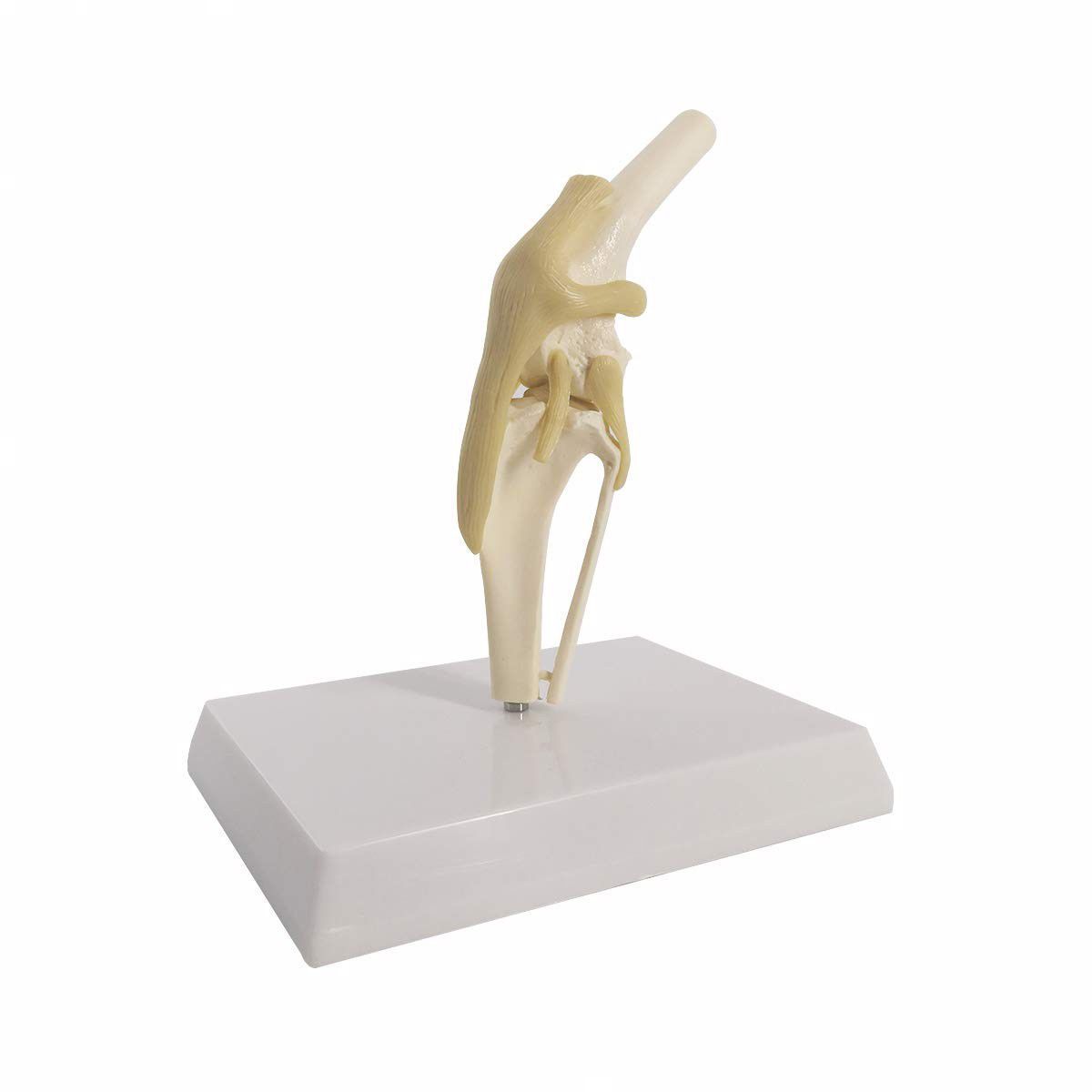 Knee model - Wellden International Inc. - patella / femur / tibia