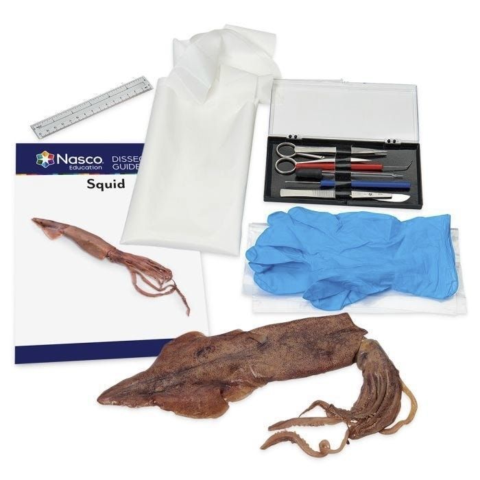 Dissection simulator - NASCOGuard® - Nasco - anatomy / kit / plastic