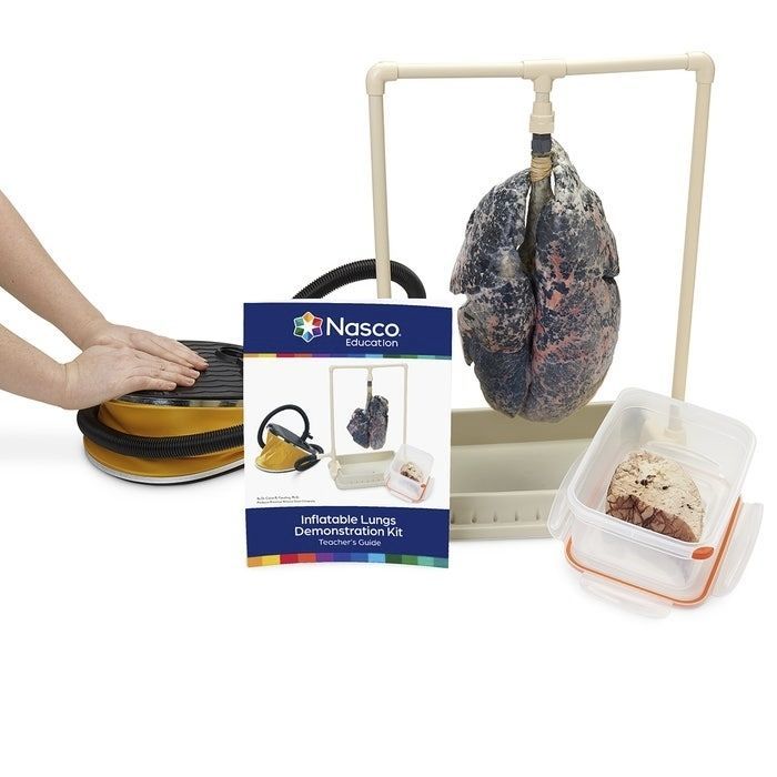 Demonstration simulator - LS03767 - Nasco - anatomy / kit