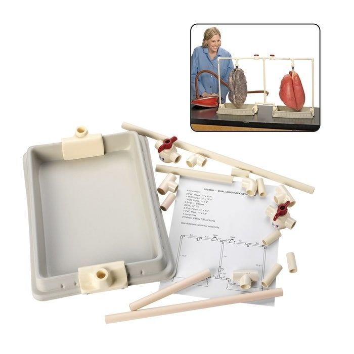 Demonstration simulator - LS03805 - Nasco - anatomy / kit / dual-lung