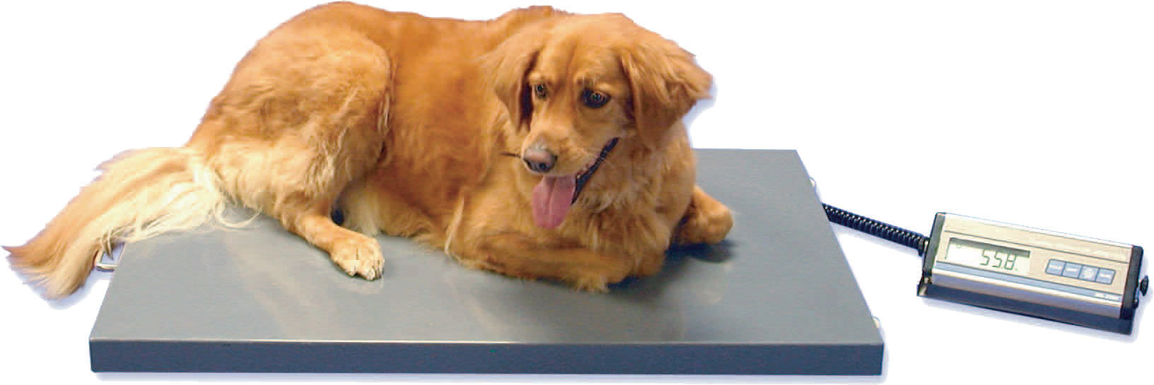 Electronic veterinary weighing scale - SRV942 - SR Instruments - for ...