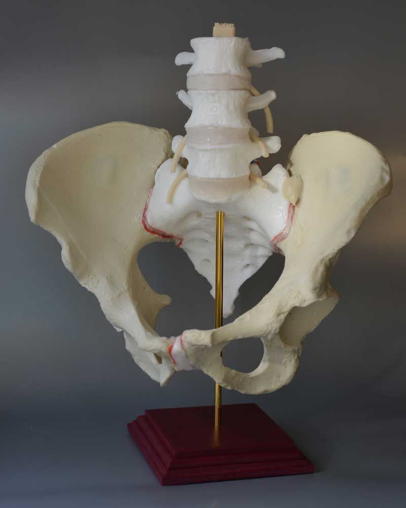 Pelvis model - Dynamic Disc Designs Corp. - with sacrum / lumbar ...