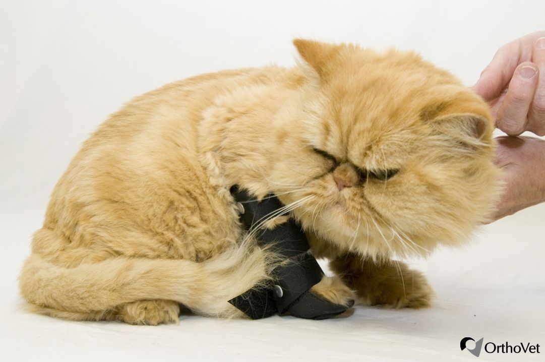 Paw veterinary splint - Front - OrthoVet - for felines