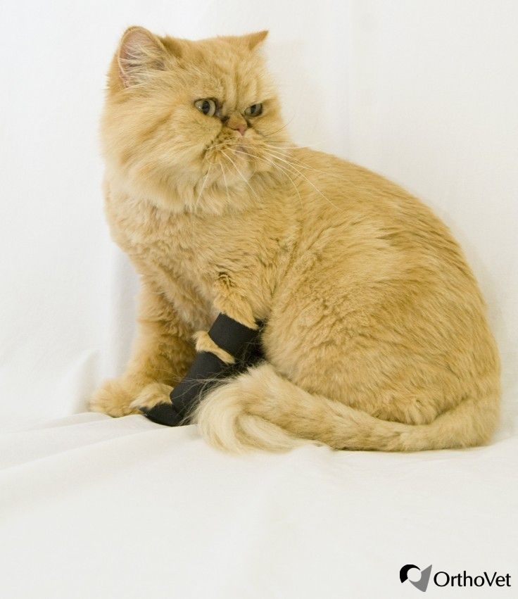 Paw veterinary splint - Front - OrthoVet - for felines