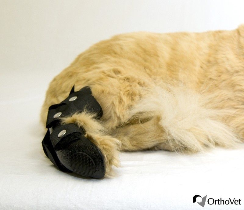 Paw veterinary splint - Rear - OrthoVet - for felines