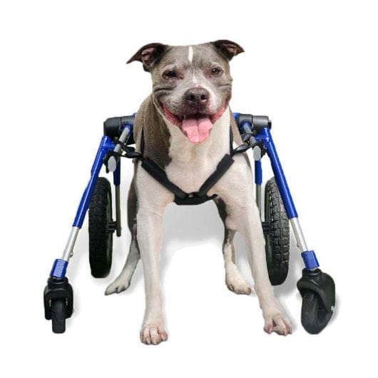 Dog's veterinary wheelchair - Full Support/4-Wheel MED/LARGE - Walkin' Pets