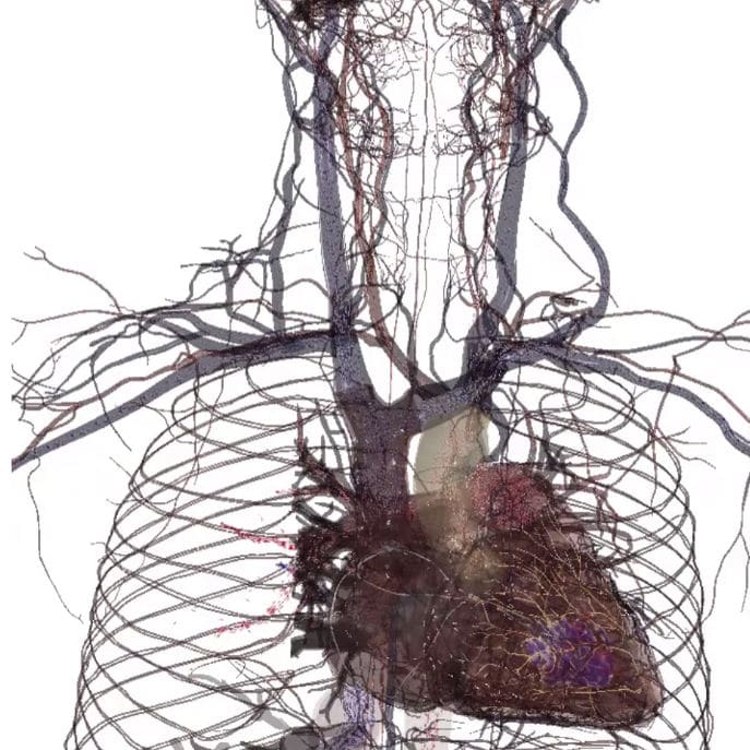 Training anatomy table - Table 8 - Anatomage