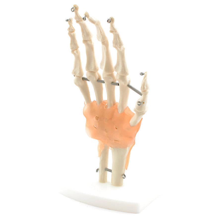 Skeleton model - H130371 - HeineScientific® - hand / for teaching / white