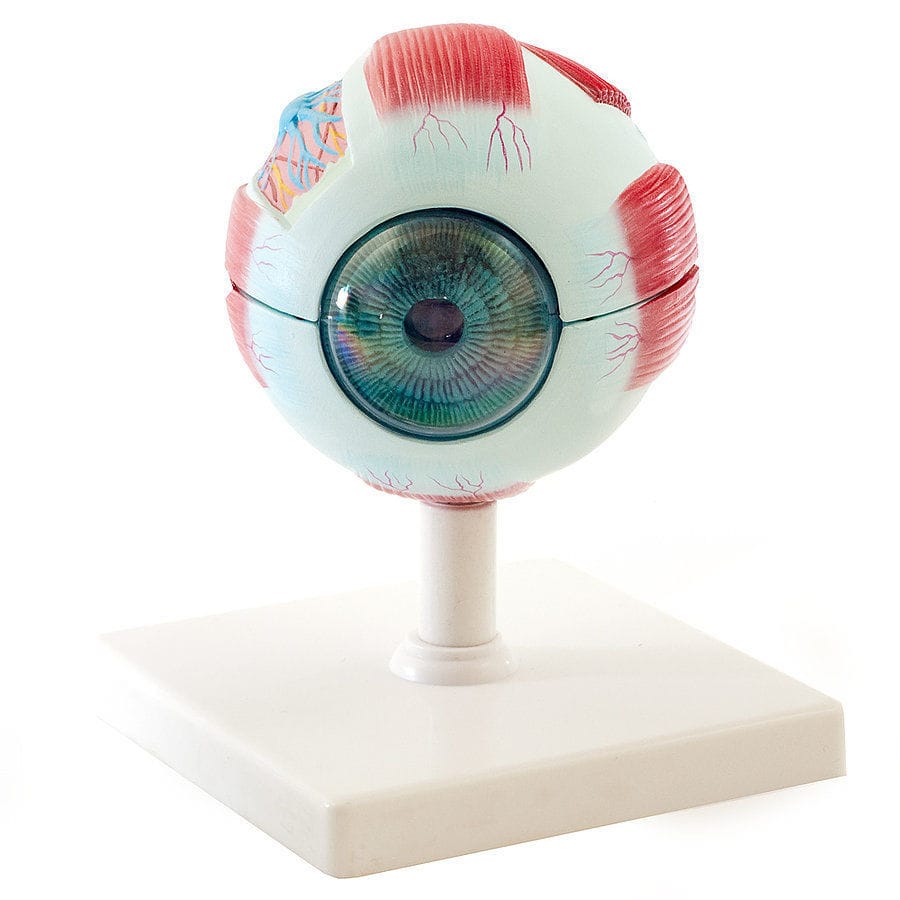 Eye anatomical model - H139036 - HeineScientific® - for teaching ...