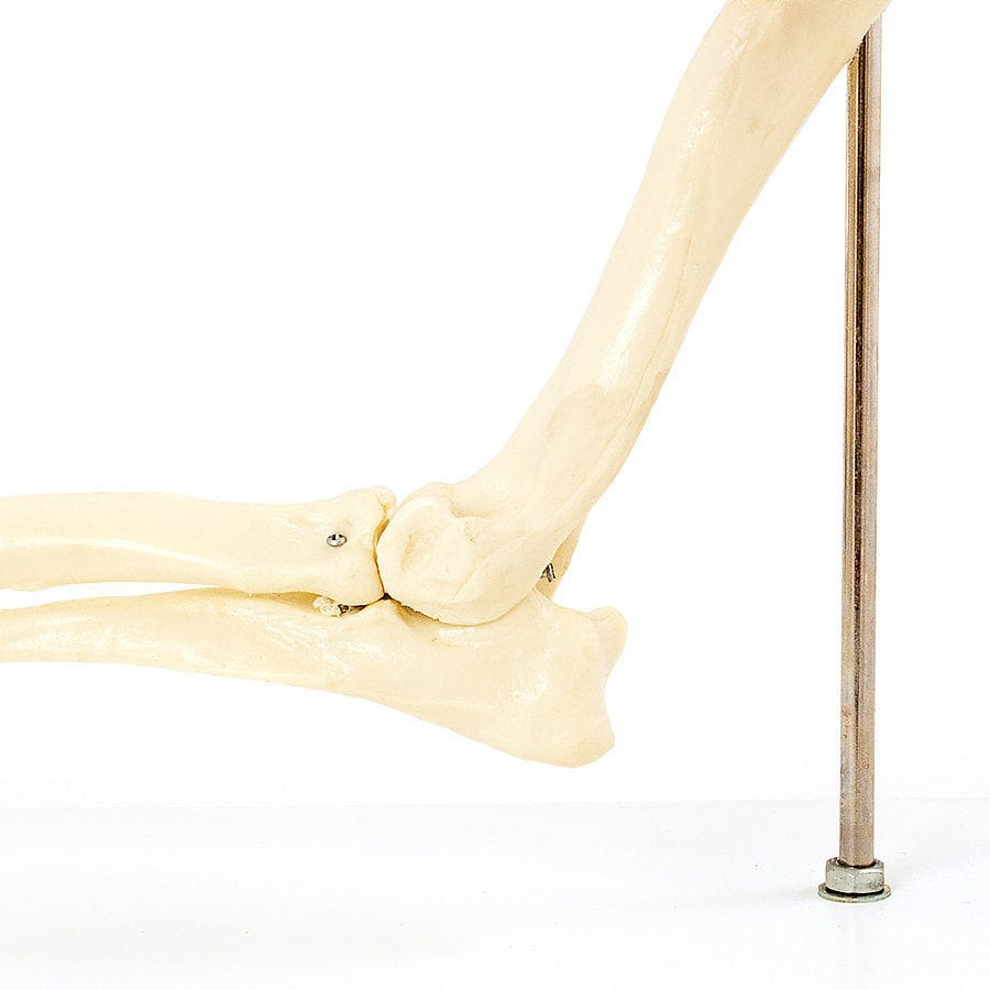 Skeleton model - H139082 - HeineScientific® - elbow / veterinary / for ...