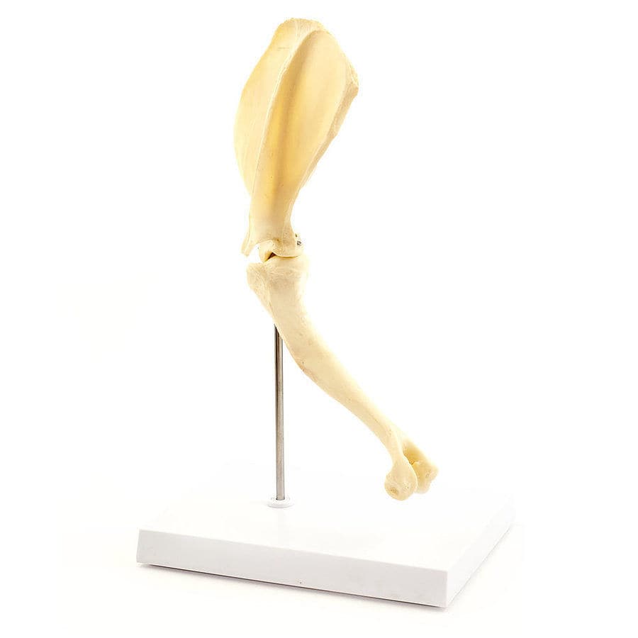 Shoulder model - H190062 - HeineScientific® - skeleton / humerus ...