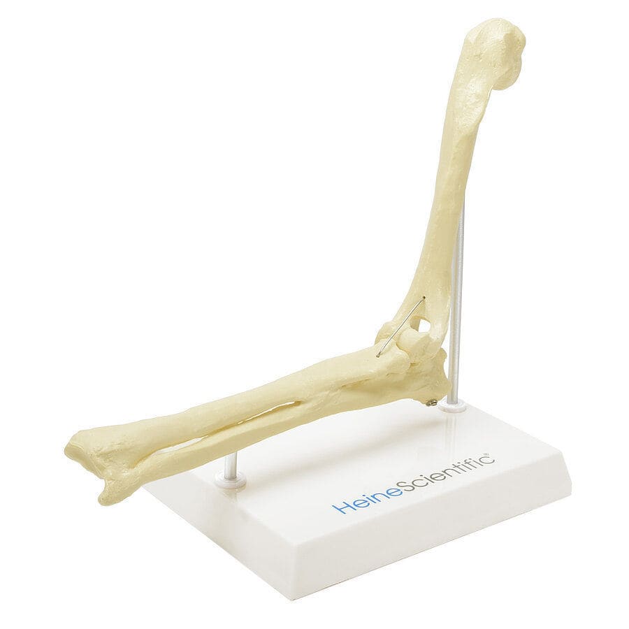 Skeleton model - H139082 - HeineScientific® - radius / humerus / elbow