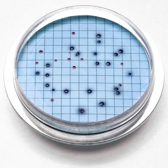Agar gel reagent - 2805215 - HACH LANGE Europe - for water analysis ...