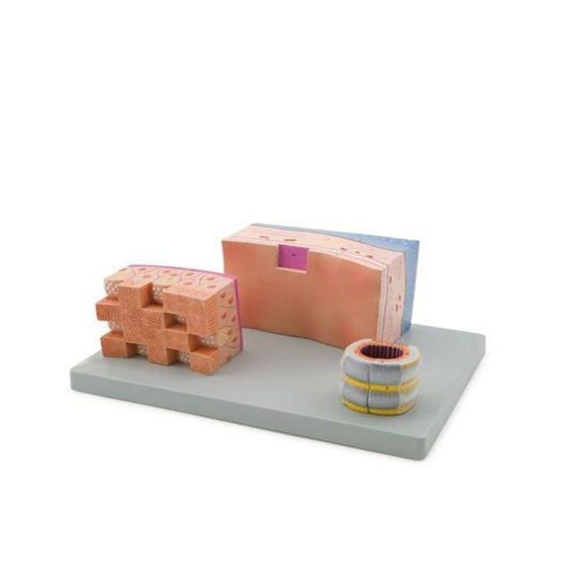 Trachea model - YA/R053 - Yuan Technology - for teaching