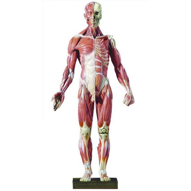 Head model - DT99 - Denoyer-Geppert - muscle / whole body / blood vessels