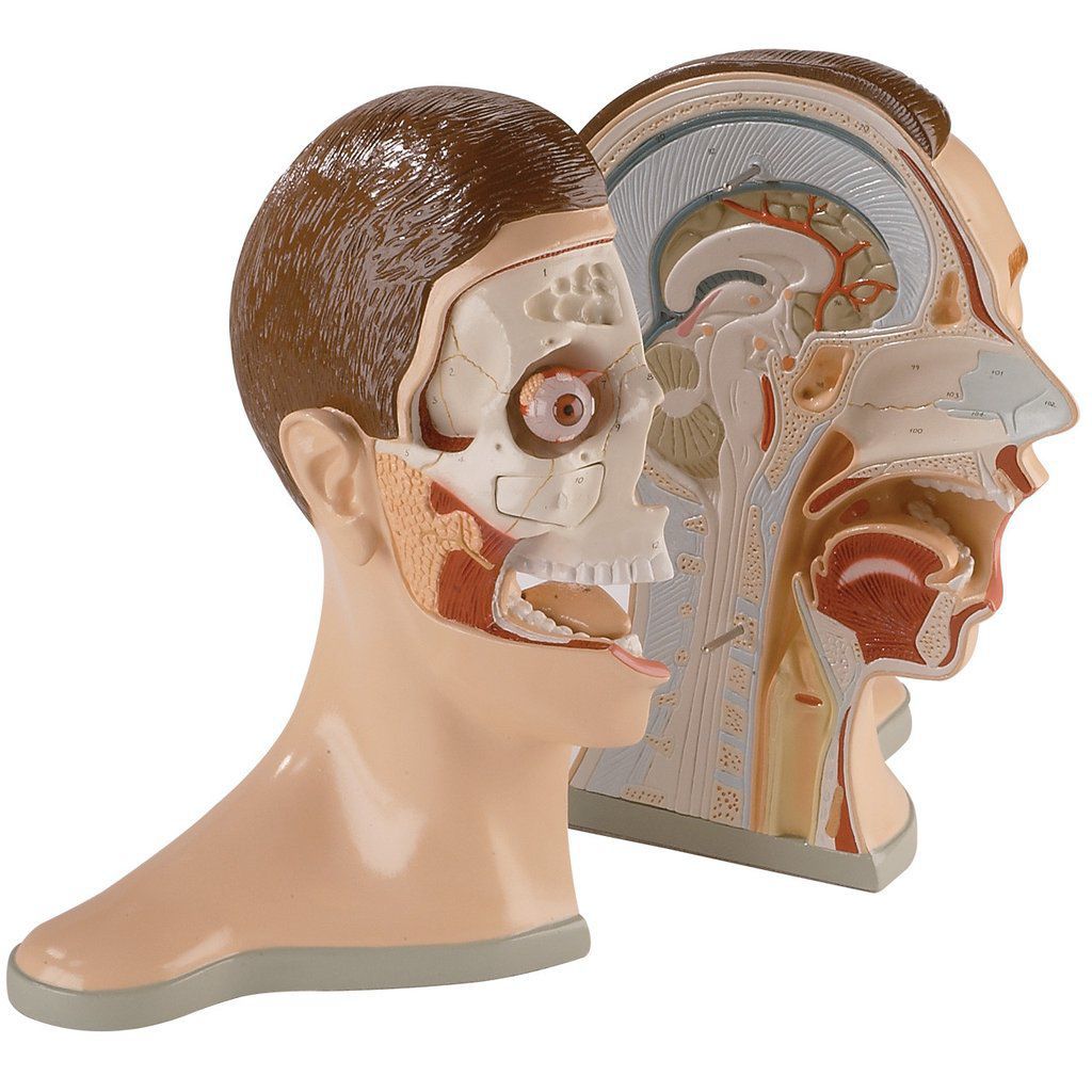 Head model - 0176-00 - Denoyer-Geppert - bone / bone / skull