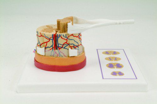 Spinal cord model - H41 - Denoyer-Geppert - for teaching / with nerves