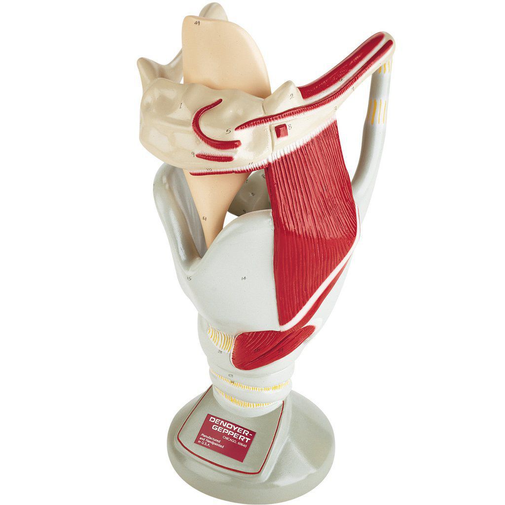 Bone model - 0134-00 - Denoyer-Geppert - muscle / side / larynx