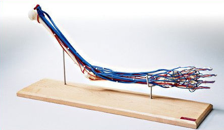 Blood vessels vascular model - SA53 - Denoyer-Geppert - arm / hand ...