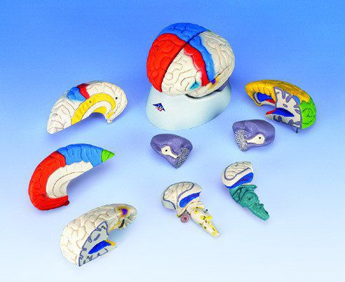 Cranial anatomical model - A422 - Denoyer-Geppert - temporal / brain ...
