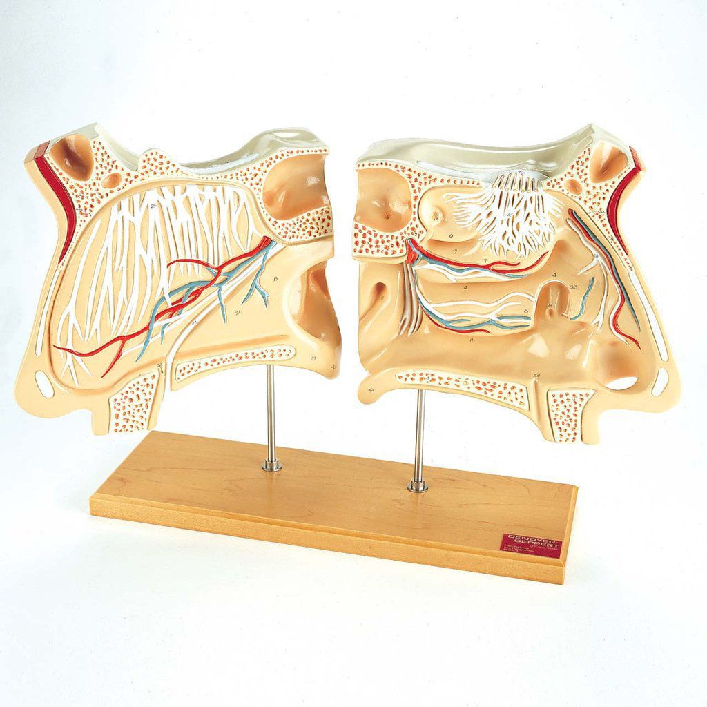 Bone model - 0135-00 - Denoyer-Geppert - nasal cavity / cranial / nose