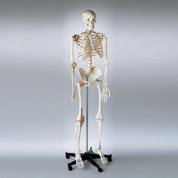 Skeleton model - 0201-12 - Denoyer-Geppert - skull / mandible / knee