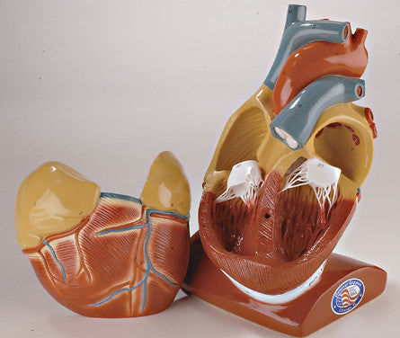 Vena cava model - 0101-00 - Denoyer-Geppert - sinus / heart / cardiac