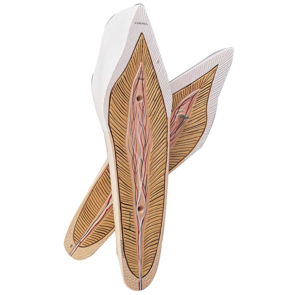 Tooth model - 0105-00 - Denoyer-Geppert - for teaching