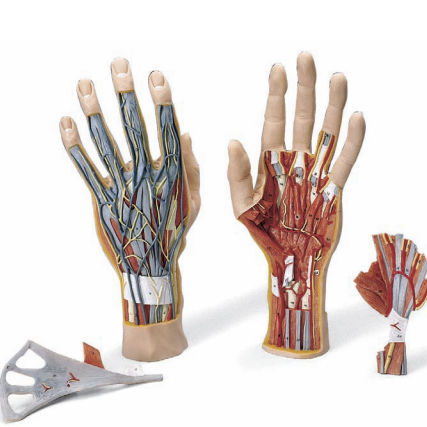 Palmar arch anatomical model - 0244-18 - Denoyer-Geppert - hand ...
