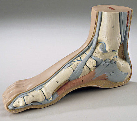 Foot anatomy model - 0248-30 - Denoyer-Geppert - ankle / adult