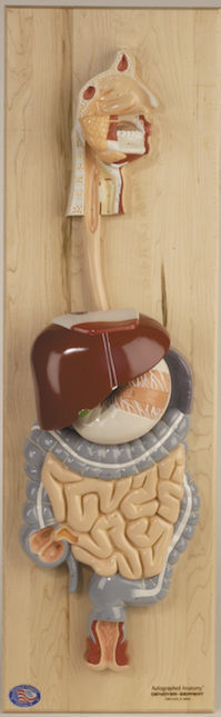 Tongue model - 0143-00 - Denoyer-Geppert - mandible / jaw / muscle