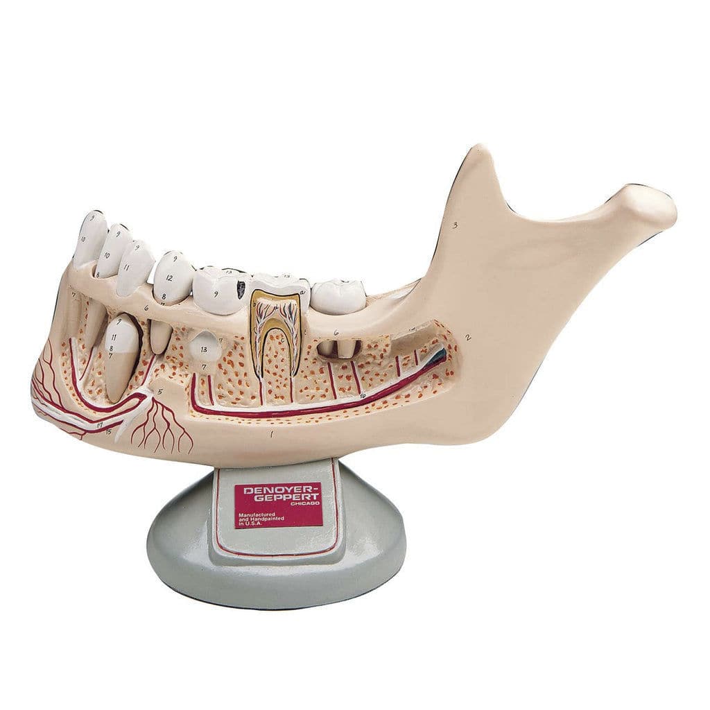 Bone model - 0106-00 - Denoyer-Geppert - mandible / mandibular / jaw