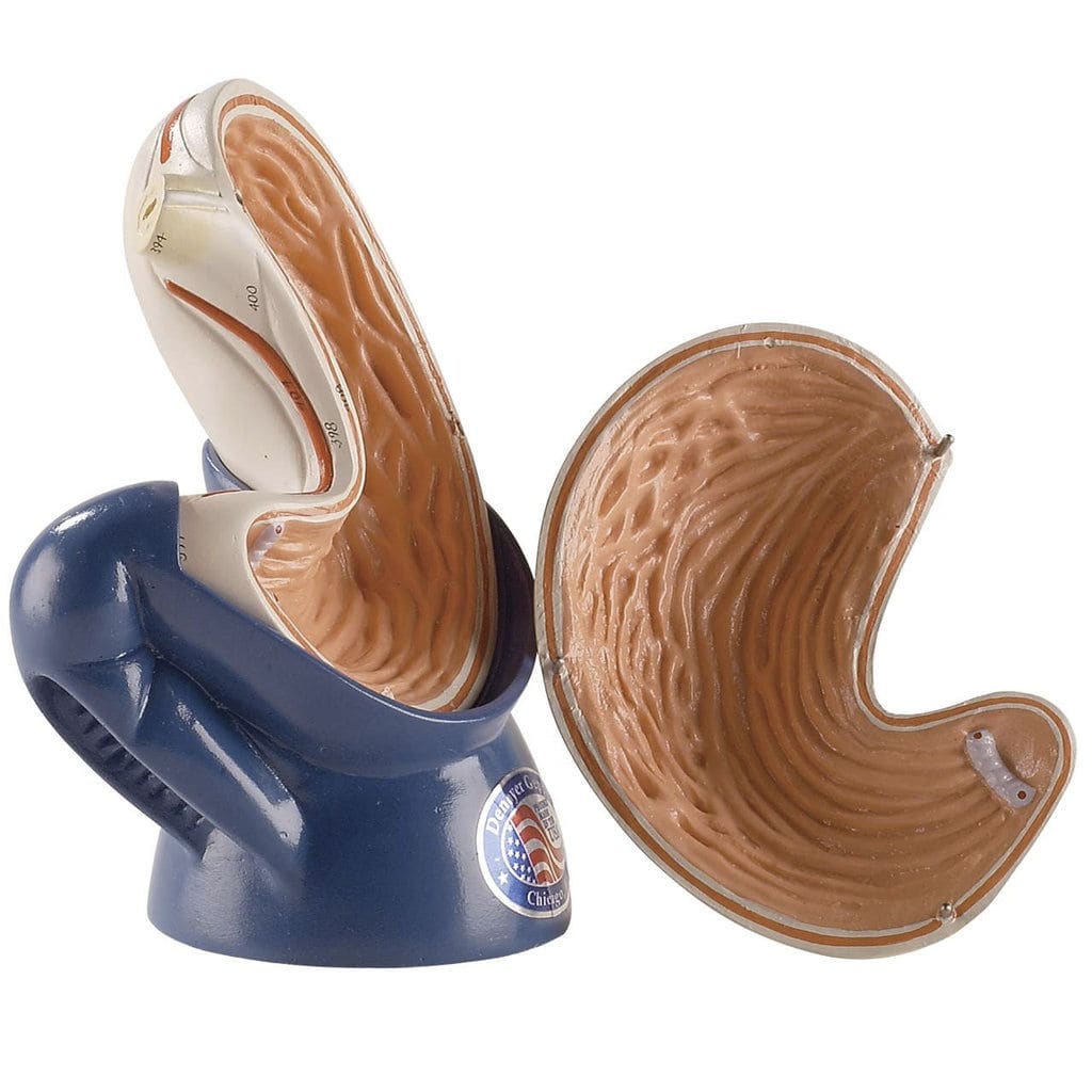 Gastric artery anatomical model - 0159-00 - Denoyer-Geppert - muscular ...
